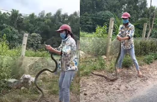 Woman catches snake with bare hands: Watch viral video