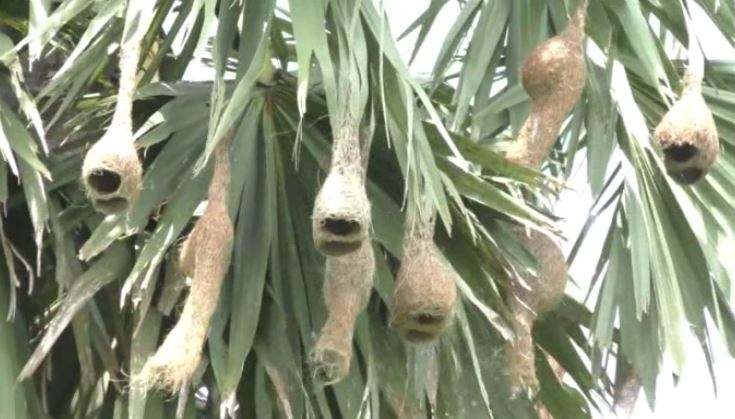 Man plants 10 thousand trees in Odisha’s Ganjam, Watch
