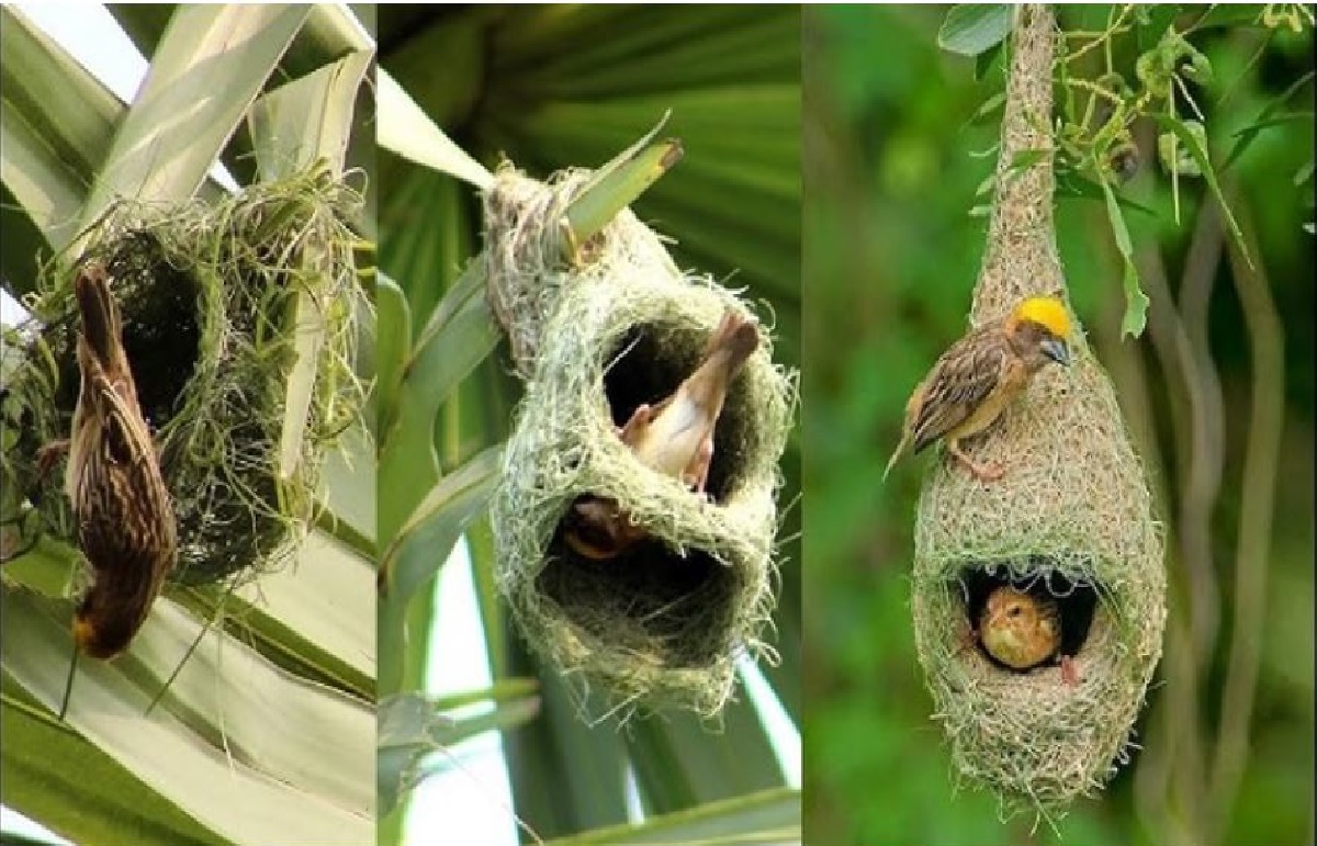 Boudh: Baya weaver bird on the verge of extinction! watch