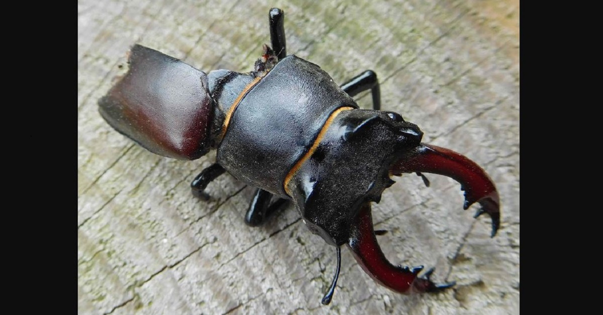 Stag Beetle: World’s most expensive insect costs Rs 75 lakh