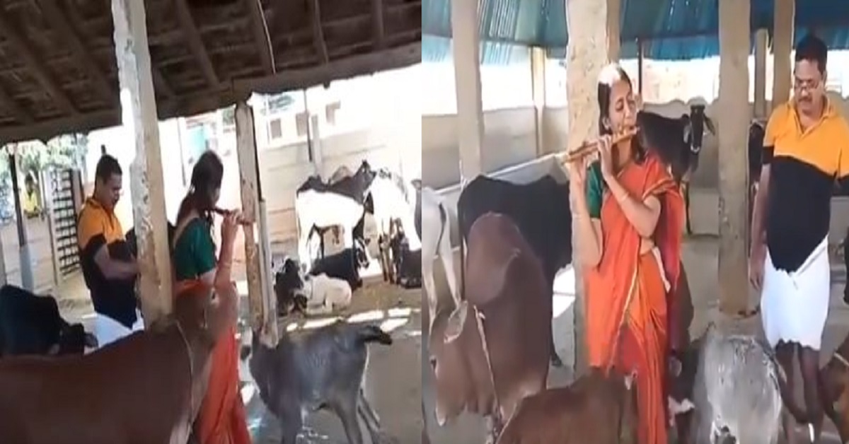 Watch: Cows' reaction to woman playing flute awestruck internet