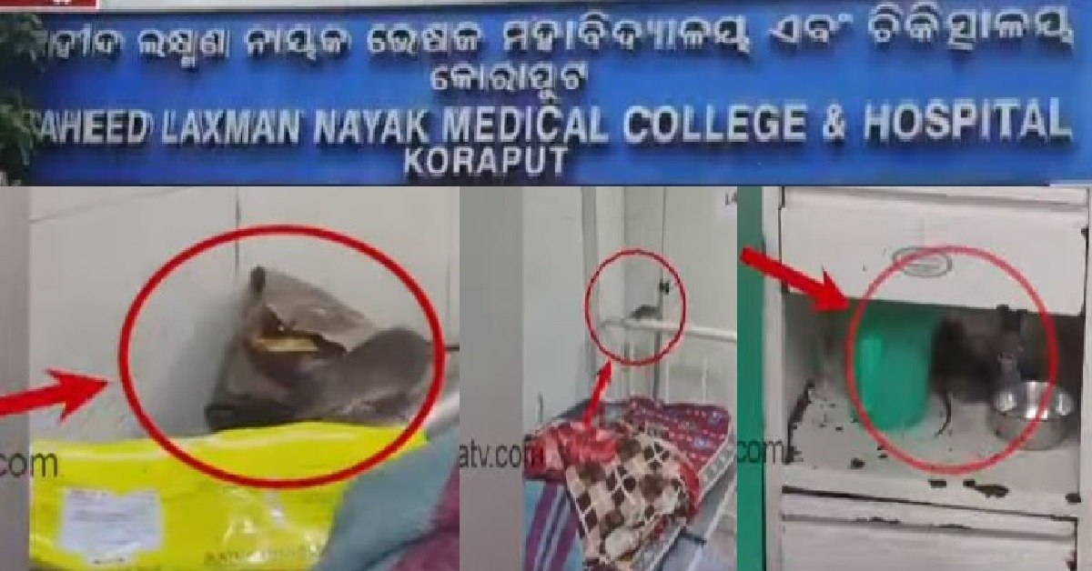 Rat menace at Saheed Laxman Nayak Medical College and Hospital in ...