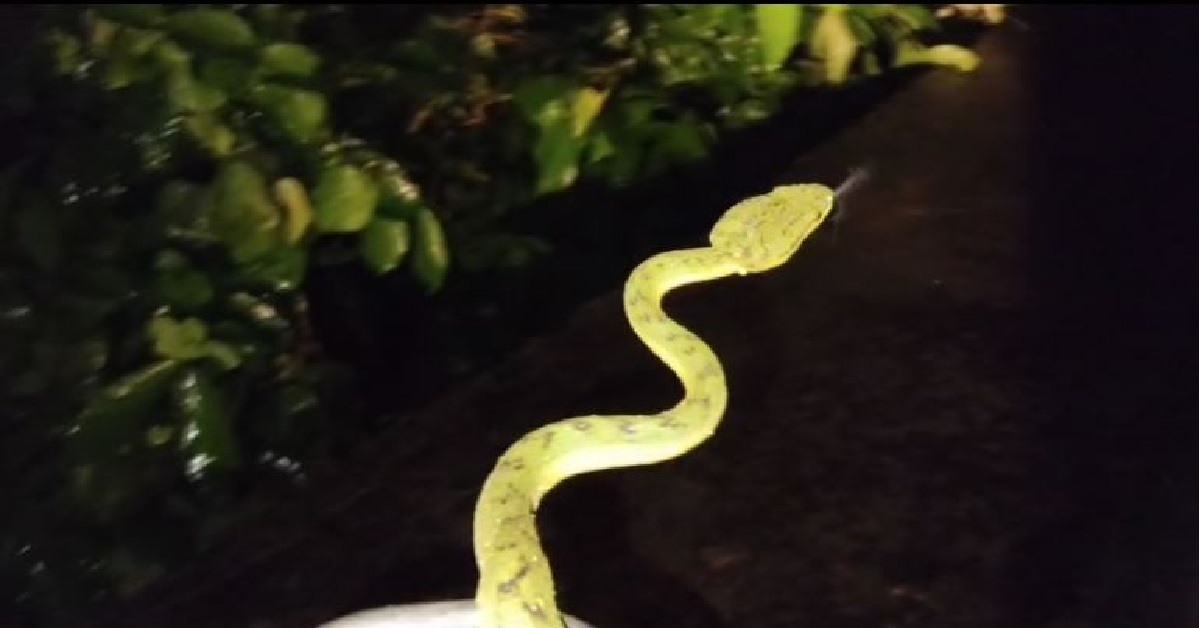 WATCH: 7 huge snakes rescued from Kapilash Temple