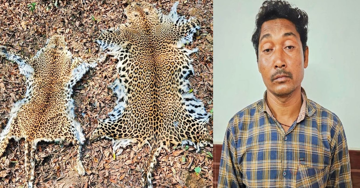 Tiger skins recovered in Sambalpur, 1 poacher awarded RI