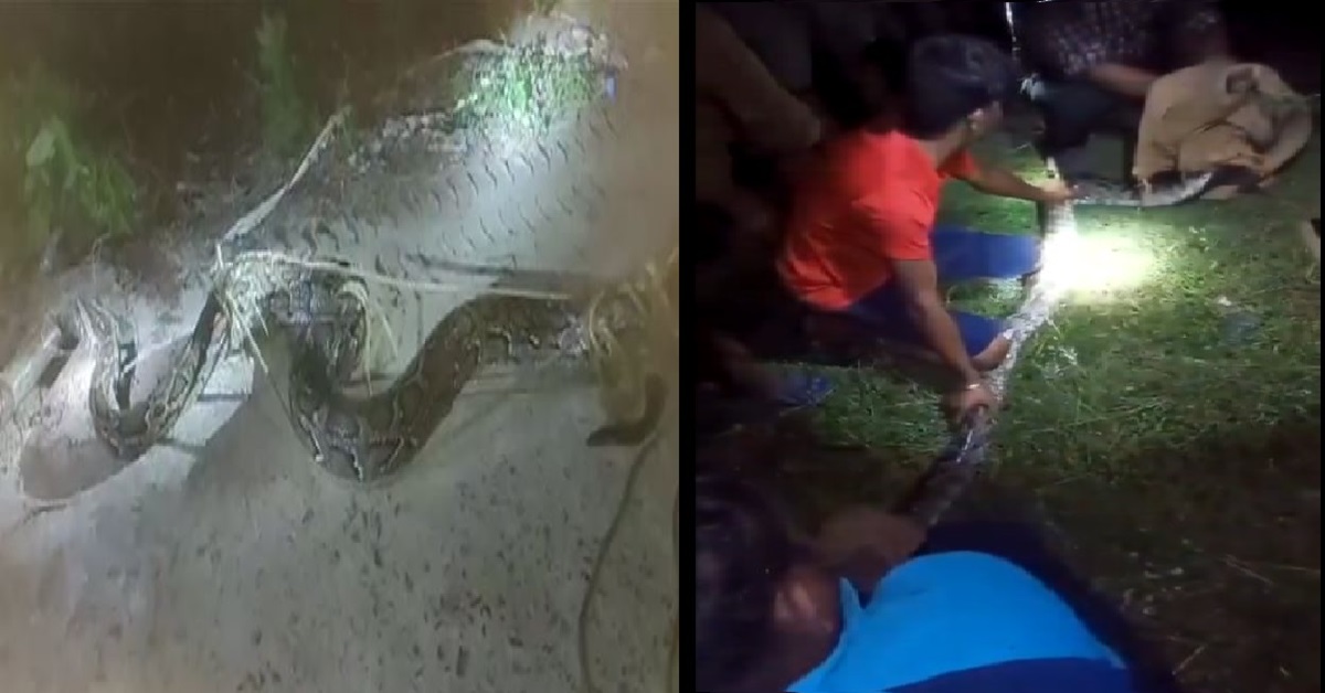 Huge 12-feet-long snake rescued from Balasore: WATCH