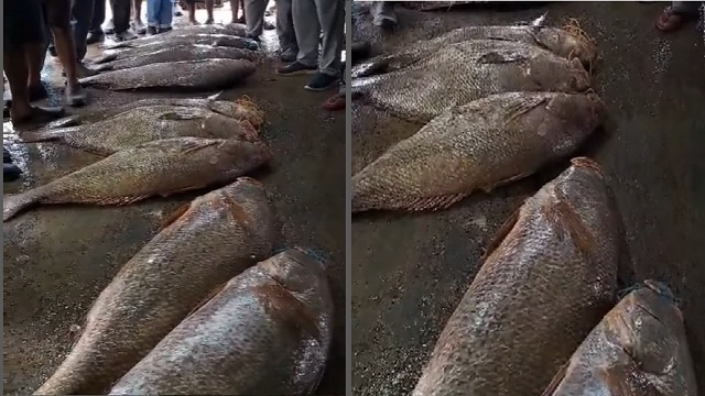 Watch: Two giant fish sold for Rs 15 lakh in Odisha’s Jaleswar