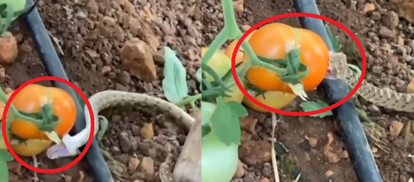 Snake eating tomato is the last thing you would want to see!