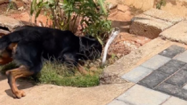 Rottweiler rips cobra apart, video goes viral