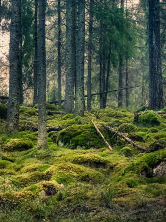International Day of Forests: Here’s list of oldest forests of world ...