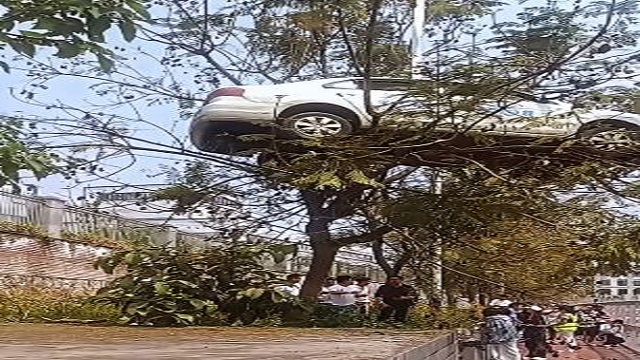 WATCH: Car stuck in tree, viral video sparks curiosity