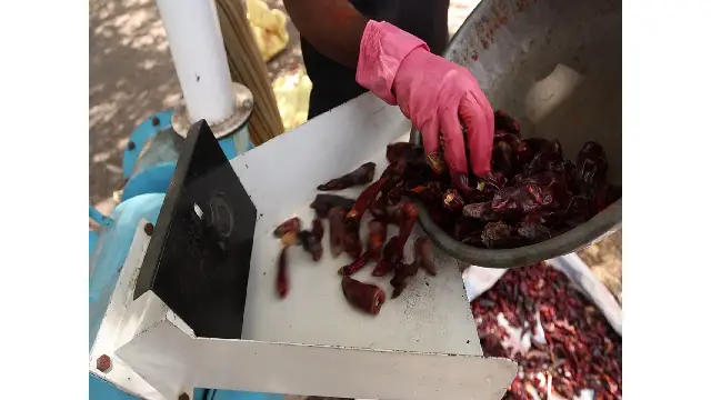 Scientific Chilli Farming Rajkot: Modern Techniques