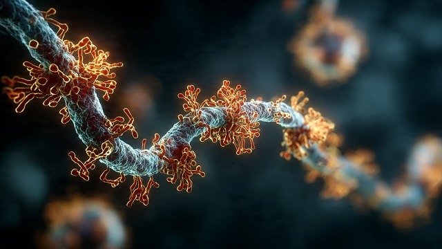 Bengaluru woman isolated after suspected Ebola symptoms