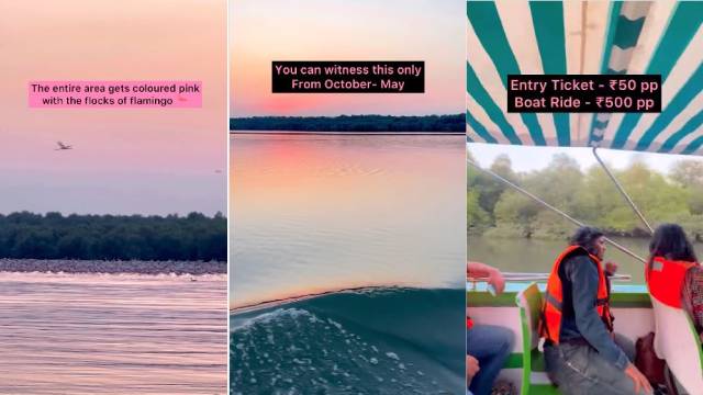Mumbai turns pink as flamingo season goes viral online