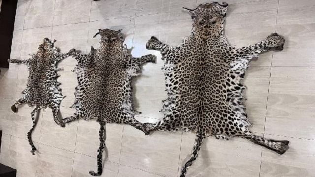 Wildlife Crime Cell to investigate leopard skin smuggling case
