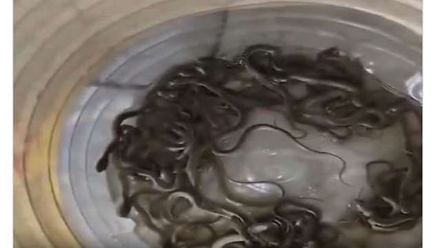 Watch: 27 baby snakes found in household water tank in Haridwar