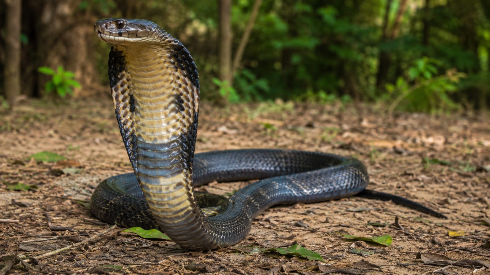 Ganjam: 12-Foot King Cobra rescued from school