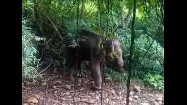Elephant electrocuted to death in Sambalpur