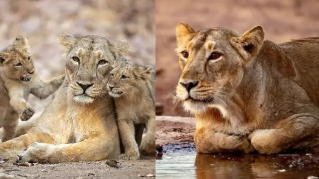 Eight Asiatic lion cubs die due extreme heat in Gir forest
