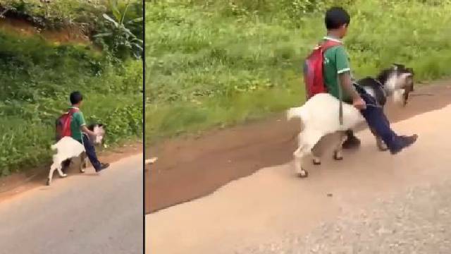 Forget the school bus: Meghalaya child chooses goat