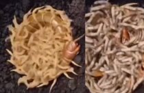 Mother Centipede Turns Herself into Dinner for Her Babies, Watch viral ...