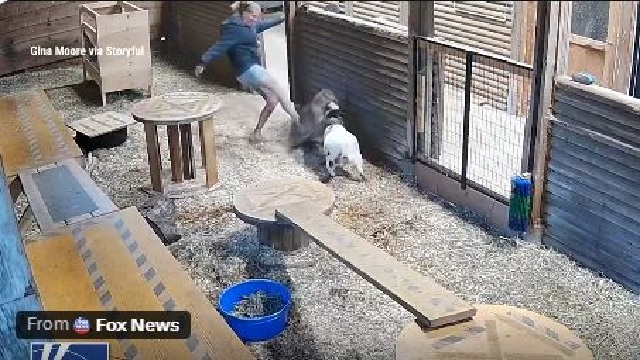 Woman saves goat from mountain lion, risks life, watch viral video